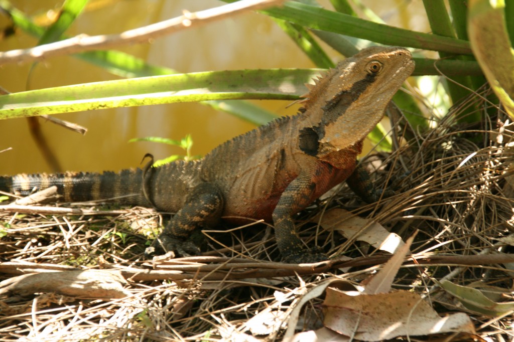 cheeky dragon | The Lizard Lab