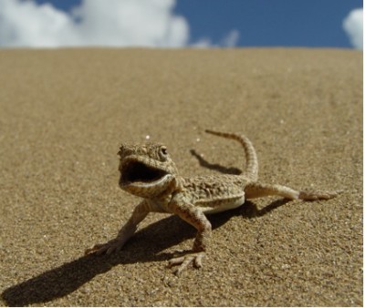 Phrynocephalus | The Lizard Lab