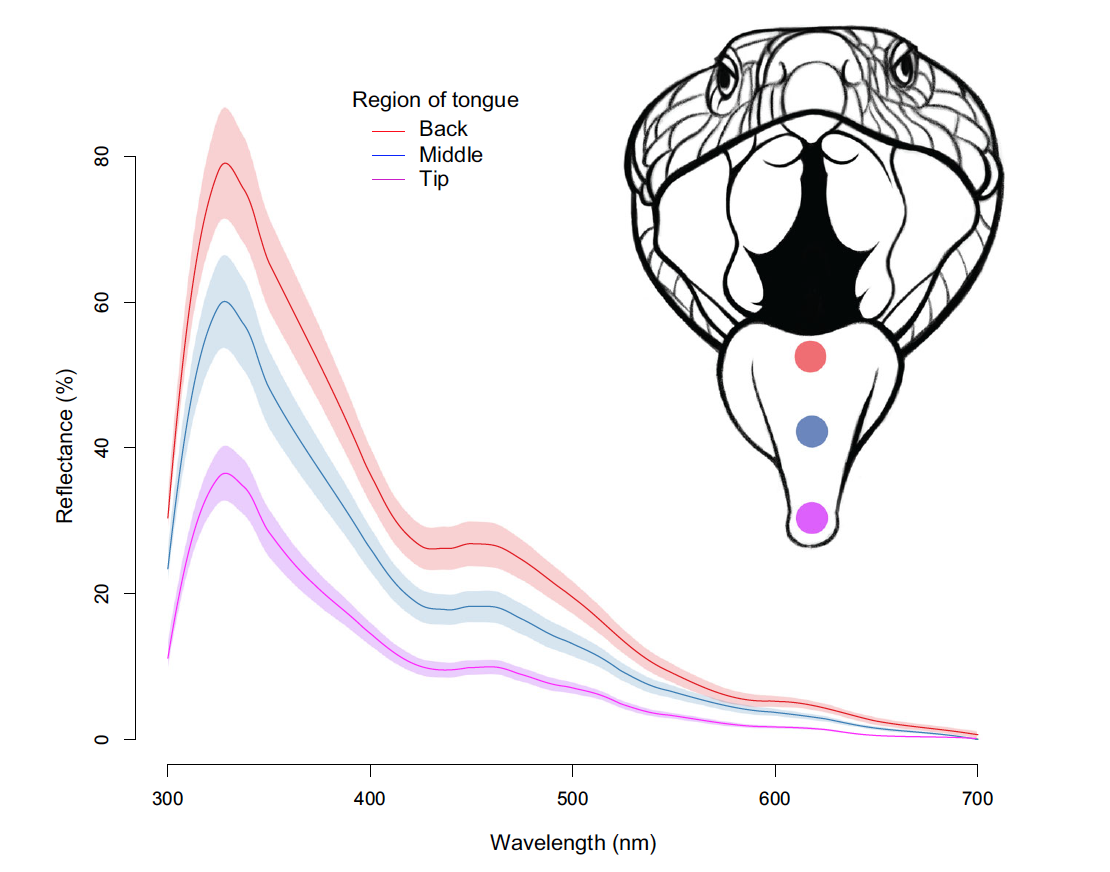 Why blue tongue? A potential deimatic display has been uncovered in ...