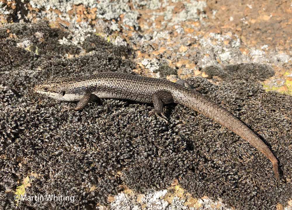 What tree skinks know about change: A story in colour and shape | The ...