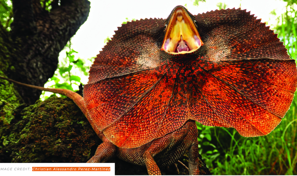 Australian Geographic features frilled lizard work! | The Lizard Lab