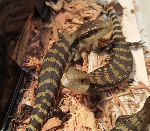 Blue-tongue lizards are born smart, at least as smart as their parents ...