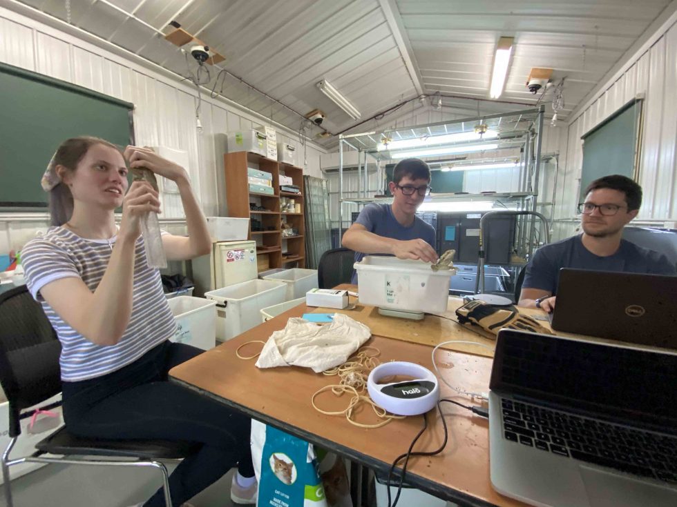 Lizard shed | The Lizard Lab