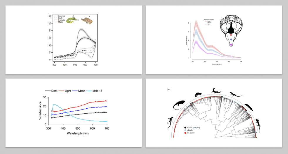 The Lizard Lab | Behaviour, ecology and evolution of lizards