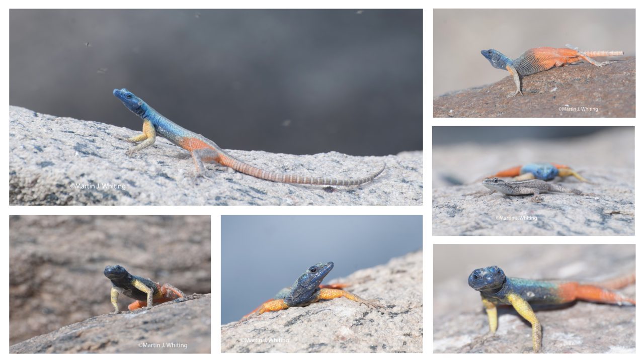 The Lizard Lab | Behaviour, ecology and evolution of lizards