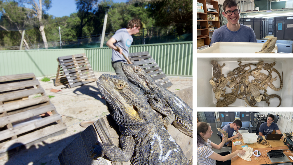 The Lizard Lab | Behaviour, ecology and evolution of lizards