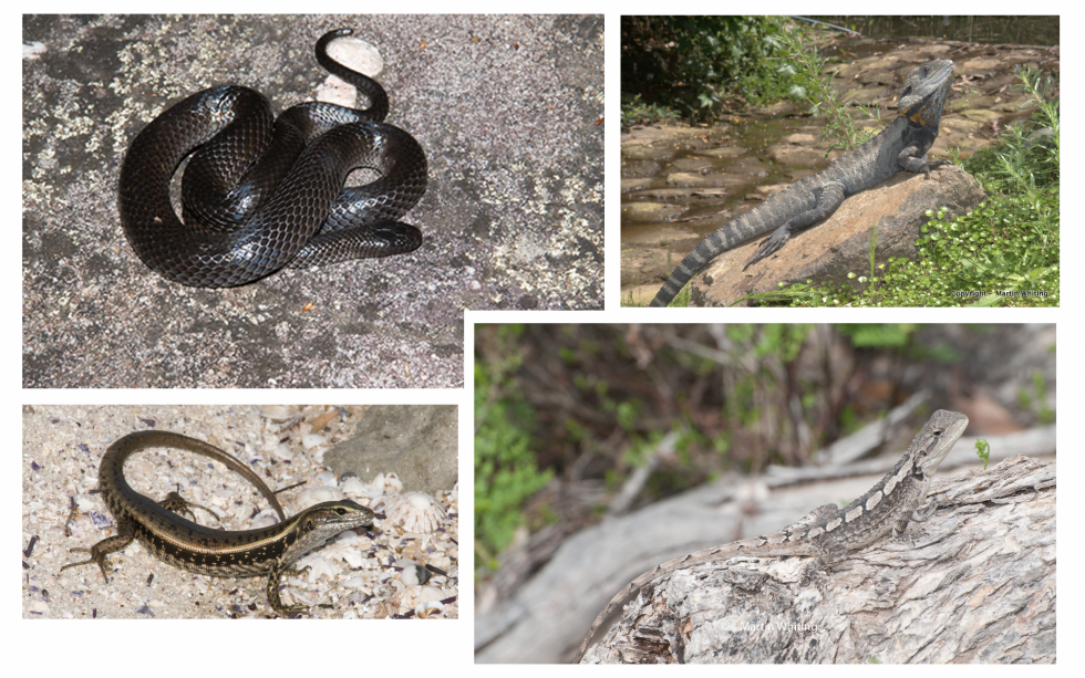 The Lizard Lab | Behaviour, ecology and evolution of lizards