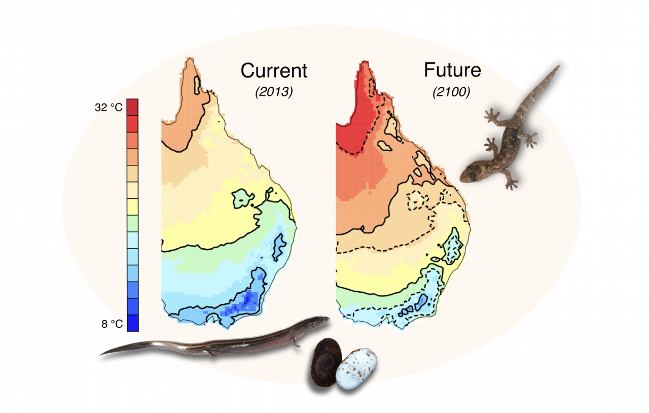 The Lizard Lab | Behaviour, ecology and evolution of lizards