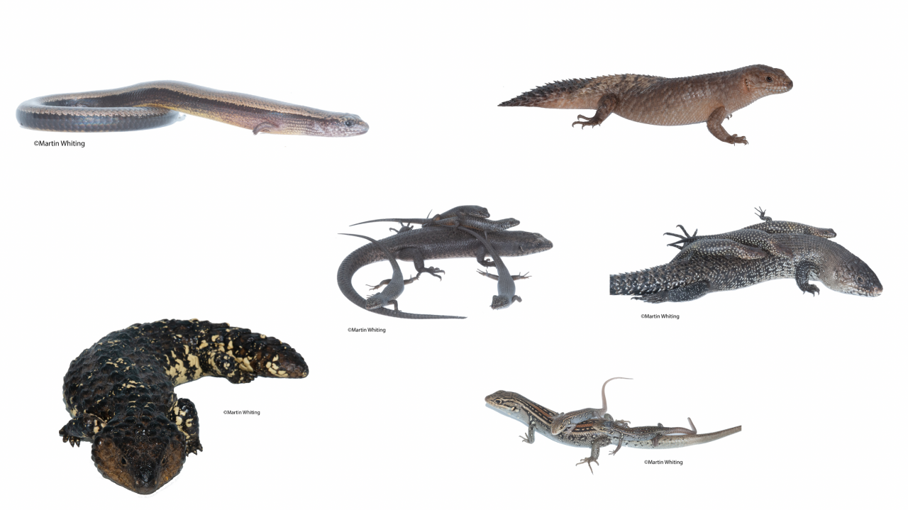 The Lizard Lab | Behaviour, ecology and evolution of lizards
