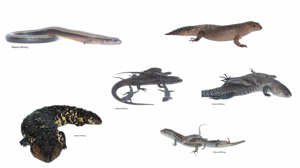 The Lizard Lab | Behaviour, ecology and evolution of lizards